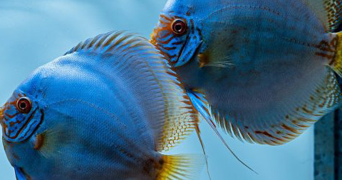 Buy Breeding Pair Fish Online | High-Quality Breeding Pairs | AQUAStore