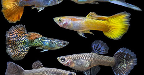 Assorted Guppy Fish (Male and Female) - 4 Pair | Buy Guppies Online at ...