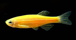 Buy Danio Rerio Yellow Zebra Fish Online | Vibrant Aquarium Fish ...
