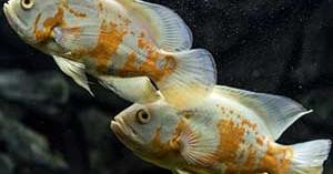 Buy Fire Red Oscar Fish Online - Stunning Aquarium Fish | AQUAStore