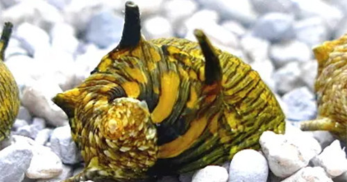 Buy Sun Horn Snail Online - AQUAStore.in
