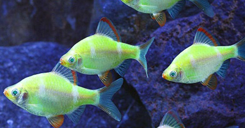 Buy Electric Glo Green Tiger Barb Fish Online | AQUAStore
