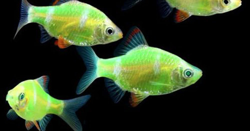 Buy Neon Glo Tiger Barb Fish Online | AQUAStore