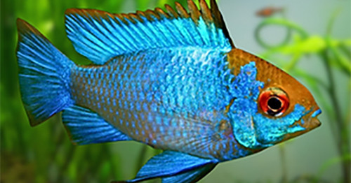 Buy Thaisilk Ramrezi Aquarium Fish Online - AQUAStore.in