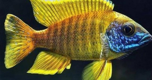 Buy Yellow Peacock Cichlid Aquarium Fish Online - AQUAStore.in