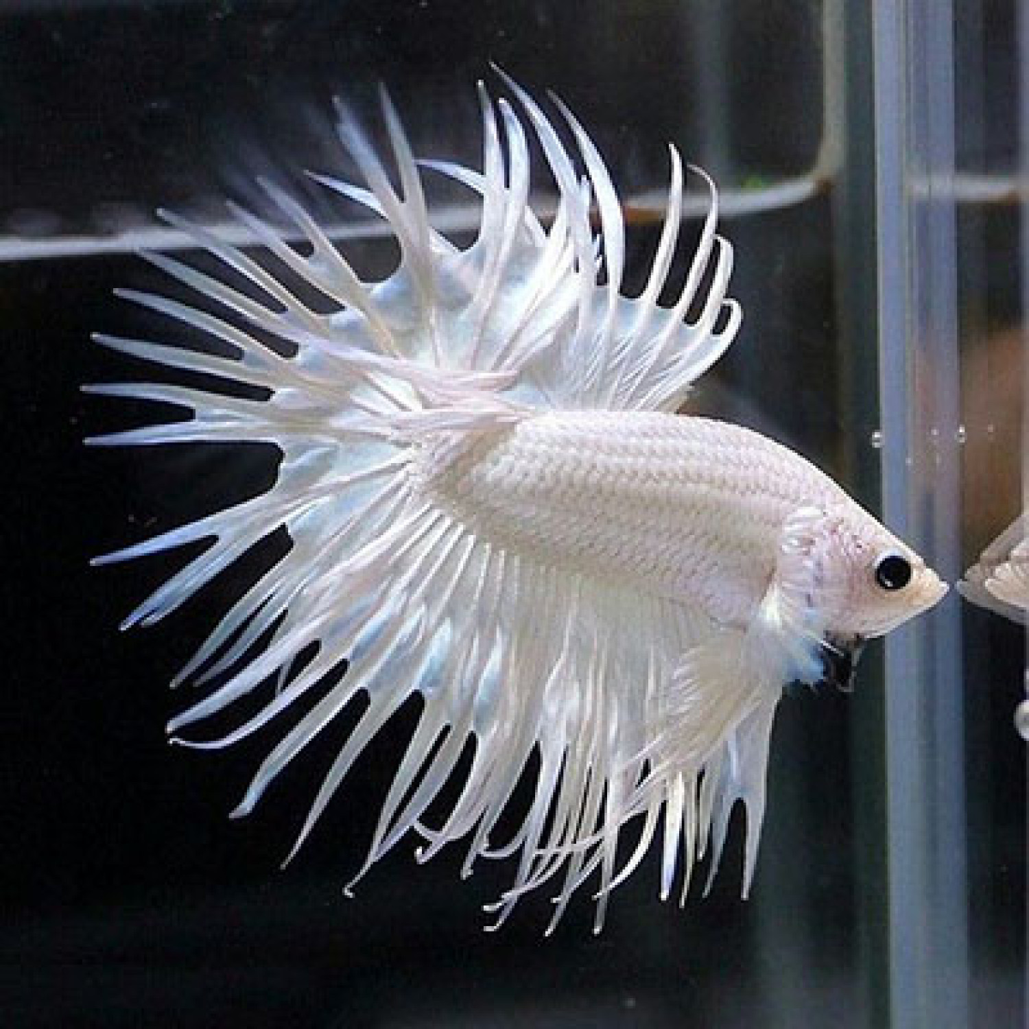 King Crowntail Betta
