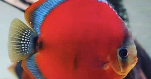 Buy Blue Rim Red Cover Discus Fish Online | AQUAStore