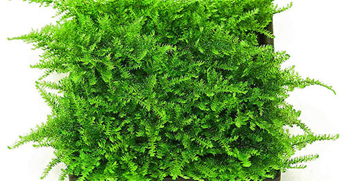 Buy Christmas Moss Bunch Live Aquarium Plant | AQUAStore