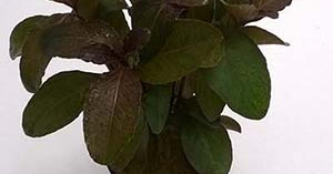 Hygrophila Sp. Quadrivalvis Apple Red Live Aquarium Plant – Enhance ...